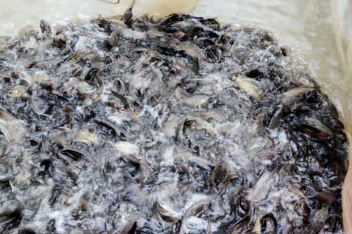 Over 3 tons of fish was released to the nature